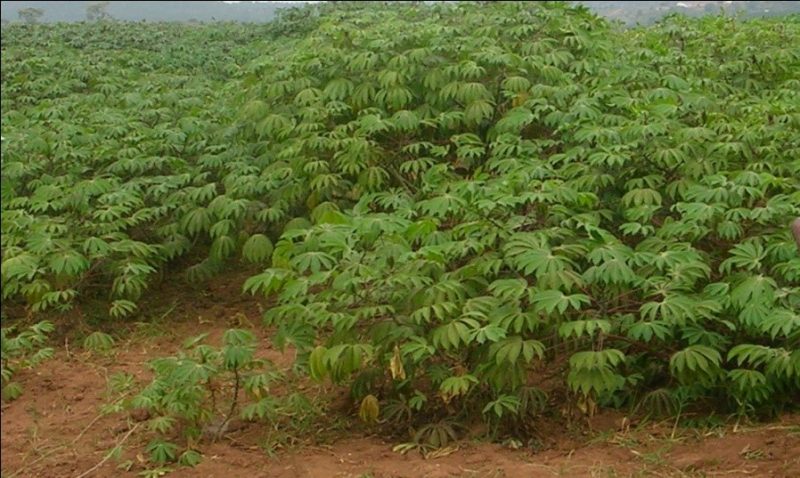 Main crops grown in South Sudan – Ministry of Agriculture and Food ...